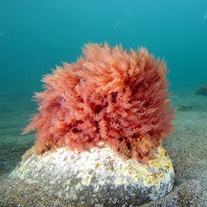 Thank You - Purity Woods