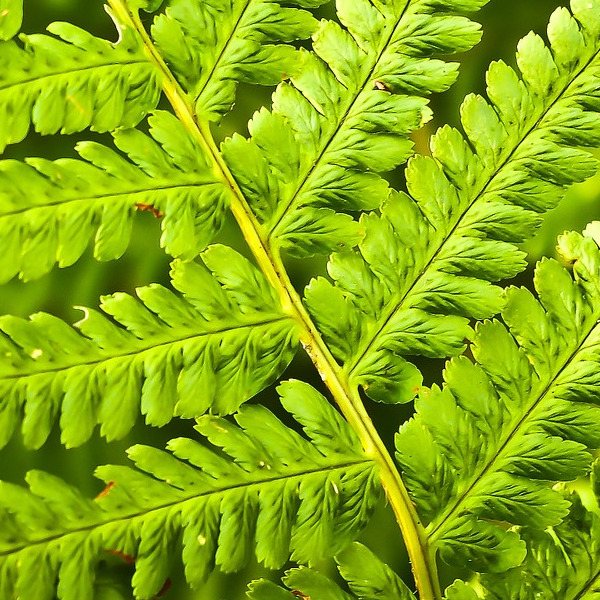 Pur-Radiance - Purity Woods