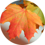 Eye-Cream - Purity Woods