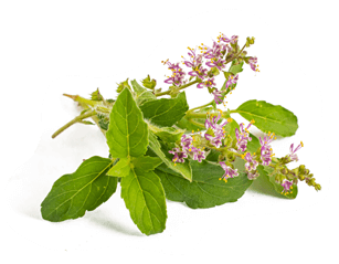 Organic B Complete - Purity Woods